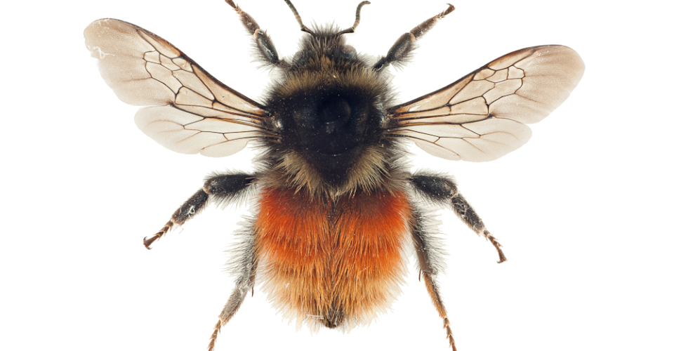 Lær å redde humla! | Varanger museum